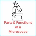 How to Align and Calibrate Your Microscope Properly